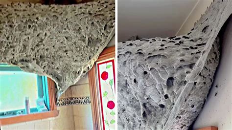 Australias Largest Wasp Nest Found In Melbourne Home Au