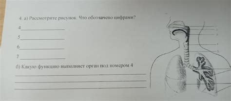 4 а Рассмотрите рисунок Что обозначено цифрами S 7 б Какую функцию выполняет орган под