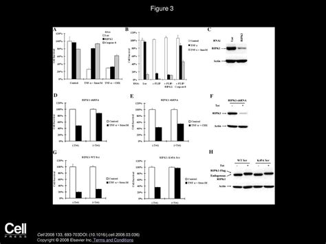 TNF α Induces Two Distinct Caspase 8 Activation Pathways ppt download