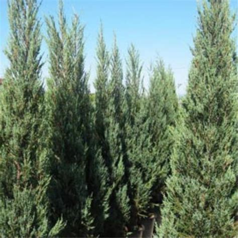 Juniperus Virginiana ‘skyrocket Büyük Çamlıca Fidanlığı