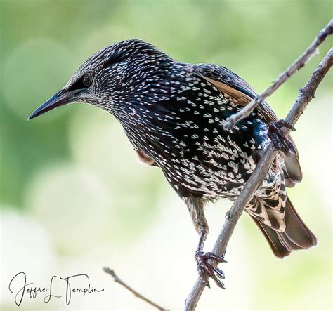 Up Close And Personal With The European Starling By Merhlin On Deviantart