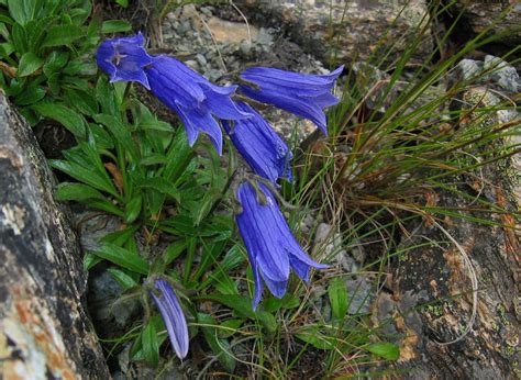 Aleutian Bellflower Hairy Flower Harebell Campanula Chamissonis Blue And