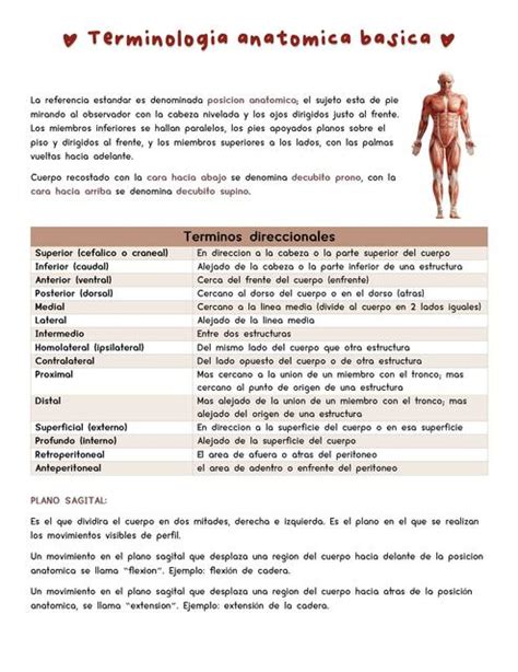 Terminología Anatómica Básica Camila Cabrera Udocz