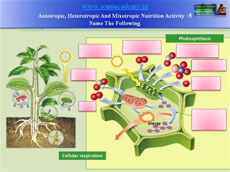 Sonu Academy Autotrophic Heterotrophic And Mixotrophic Nutrition Activity 5