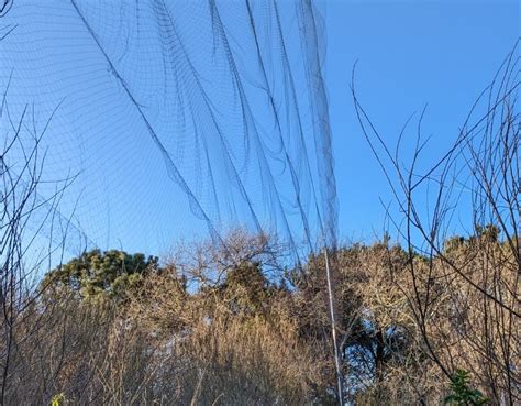 Mist Nets Alderney Bird Observatory