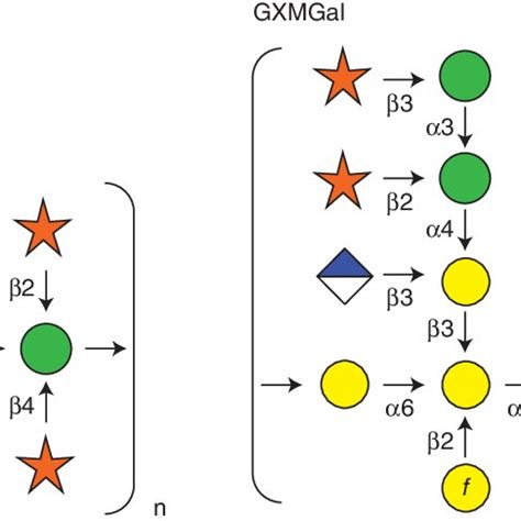 Sexual And Asexual States Of Cryptococcus Neoformans A Yeast Cells Download Scientific