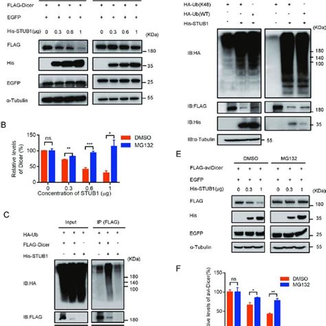 Stub1 Regulates Dicer Ubiquitination For Proteasomal Degradation A B