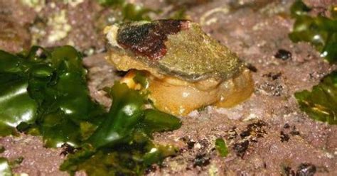 멸종위기 장수삿갓조개 연안지역 첫 발견