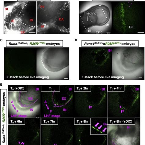 E7 5 Runx1 Gata1 À Cells Contribute To Endothelium At Major Hemogenic