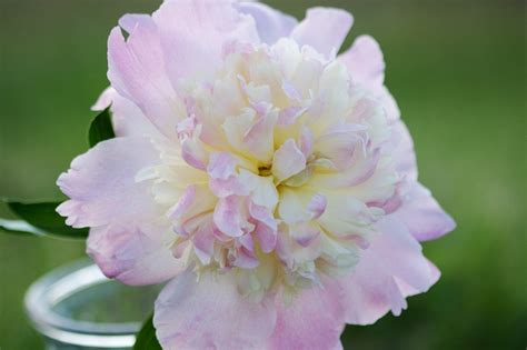 Raspberry Sundae Peony Roots Third Branch Flower
