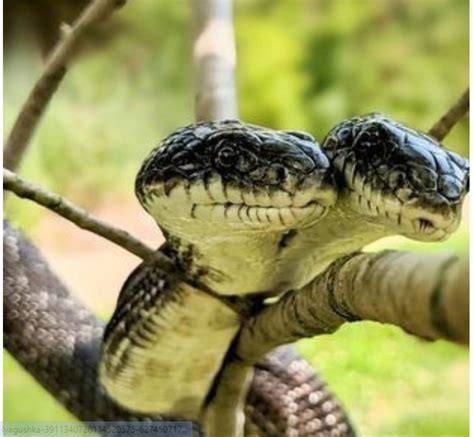 Les Serpents à Deux Têtes ça Existe