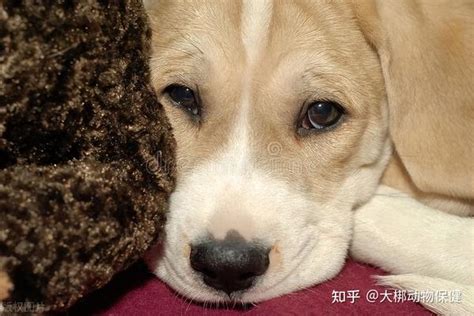 狗狗泌尿系统结石别着急看了就懂 知乎