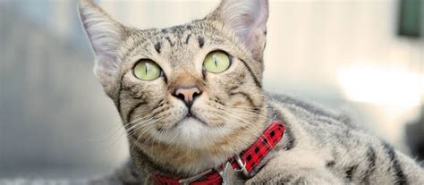 Aké Mená Pre Mačky A Kocúrov Najkrajšie Originálne A Najčastejšie