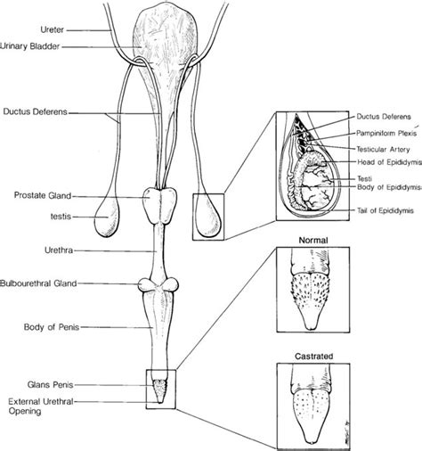 Cat Reproductive System