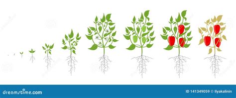 Growth Stages Of Bell Pepper Plant Vector Illustration Capsicum