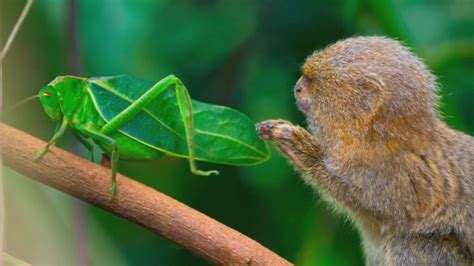 Tiny World 2020 Un Film Una Recensione