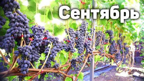 План работ на винограднике в Сентябре 2024 🍇 Youtube