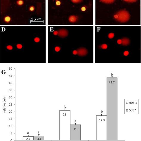 Investigating The Apoptotic Morphology Of Cells By Dapi Download