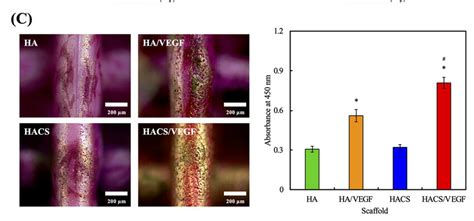 A The Alp And B Oc Protein Expression Levels Of Hmscs Cultured On Download Scientific