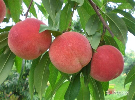 원주 ‘치악산 복숭아 명품화 탄력받는다 아시아투데이