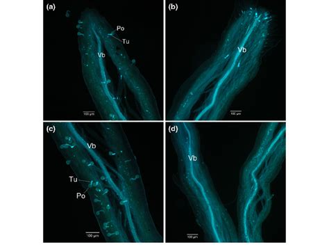 Germination Of Pollen Grains On Pistils Of Tagetes Patula A Pollen