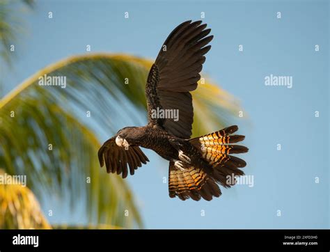 Red Tailed Black Cockatoo In Flight In Far North Queenslandaustralia