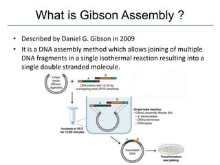 Gibson Assembly In Cloning PPTX