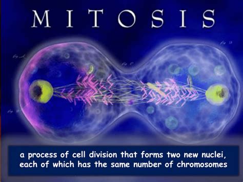 Ppt Mitosis Dan Meiosis Powerpoint Presentation Free Download Id Riset