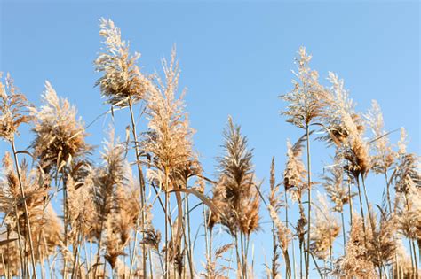 가벼운 파스텔 색상 대지 층 대자 씨앗으로 야외에서 드라이 리드 베이지 리드 잔디 팜파 잔디 추상적 인 자연 배경 무성 색으로