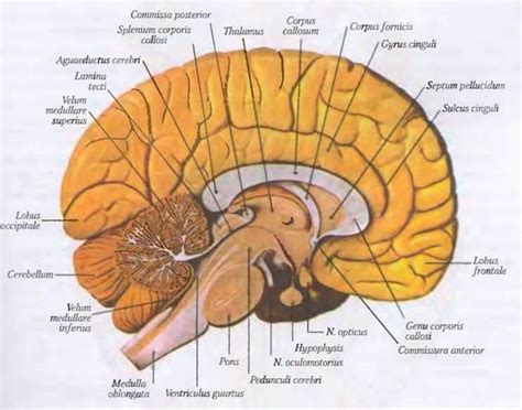 Головний мозок Кінцевий мозок Нервова система Systema Nervosum