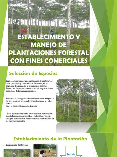 Establecimiento Y Manejo De Plantaciones Forestal Pdf Siembra Los