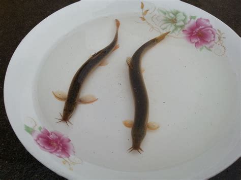 认泥鳅品种及雌雄，繁苗赚钱第一步 搜狐