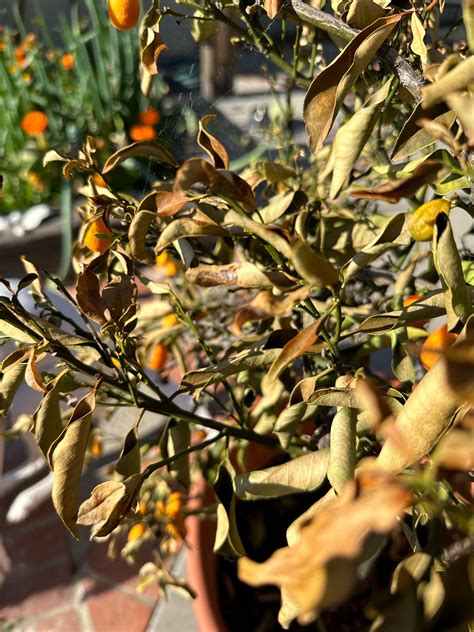 What Happened To My Kumquat Tree R Plantclinic