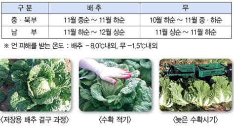 김장배추 무 수확시기와 보관하는 방법