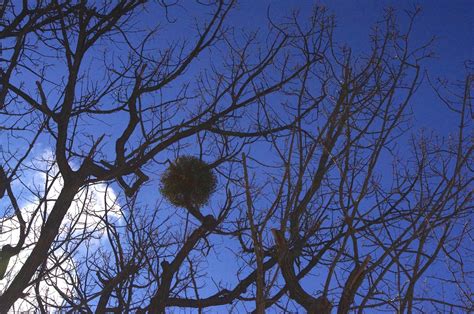 Mistletoe Winter Trees Free Photo On Pixabay