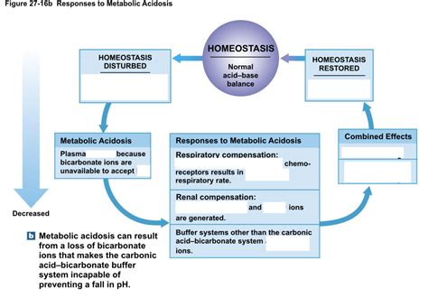 Response To Metabolic Acidosis Diagram Quizlet