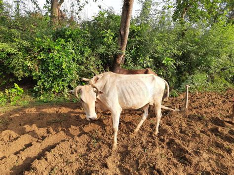 Ploughing With Oxen And Wooden Plough Stock Image Image Of