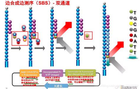 Ngs测序基础梳理03 图解边合成边测序（sequencing By Synthesis）qq21478261的博客 Csdn博客边合成边测序