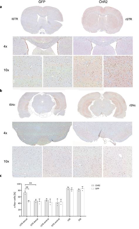 C Fos Immunohistochemical Staining With Quantification In The Striatum Download Scientific