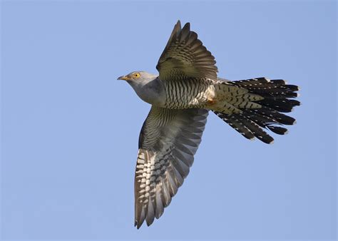 Steve Ashton On Twitter A Cuckoo Seen On This Mornings Local Walk