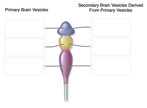 Primary Brain Vesicles Diagram Quizlet