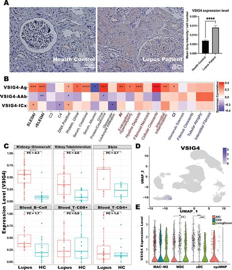 V Set Immunoglobulin Domain Containing 4 As A Novel Serum Biomarker Of