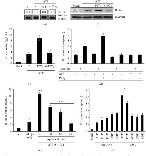 Figure 1 From Il 1ra Secreted By Atp Induced P2y2 Negatively Regulates