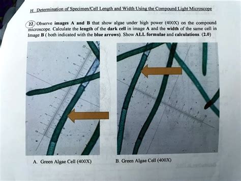 Video Solution Determination Of Specimen Cell Length And Width Using The Compound Light