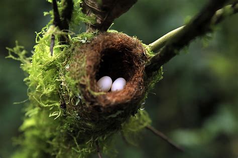 Bird Lays The Smallest Egg The Knowledge Library