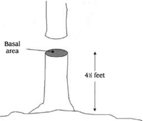 8 Defining The Basal Area Of A Tree Download Scientific Diagram