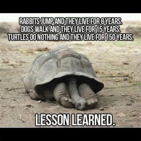 Turtle Meme