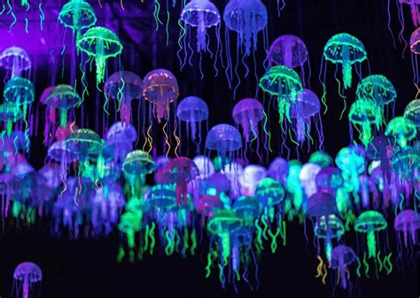 Jellyfish Behavior Animalbehaviorcorner