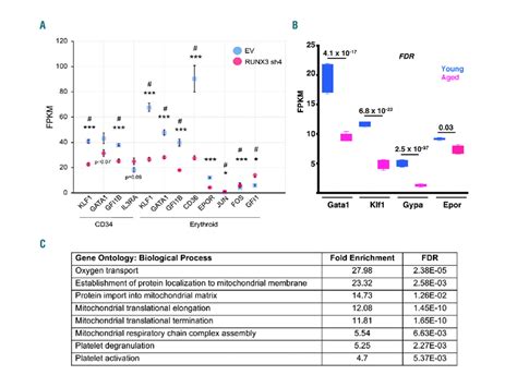 RUNX3 Deficiency Causes Perturbations In Erythroid Transcriptional