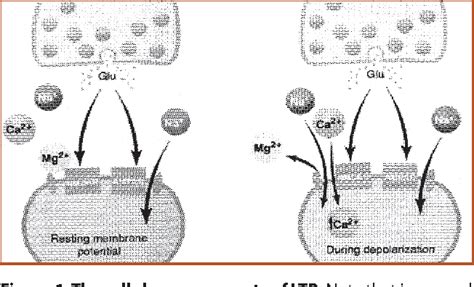 Figure 1 From The Role Of Lysyl Oxidase Like Protein Loxl In Mouse